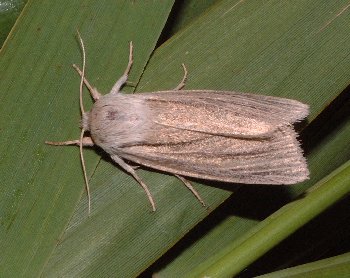 Suffolk Moth Group Newsletter - Issue 24