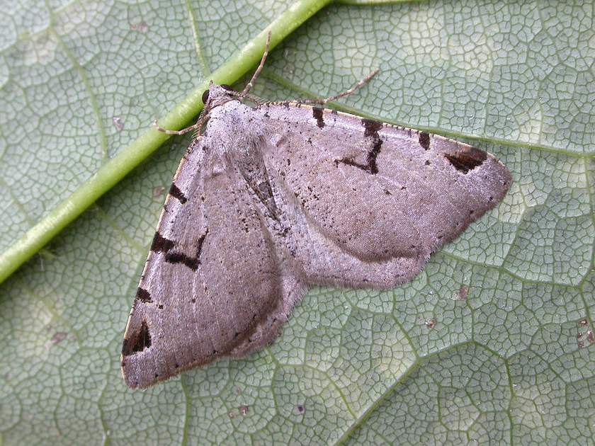 Suffolk Moth Group Newsletter - Issue 33