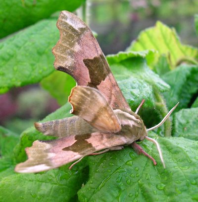 Suffolk Moth Group Newsletter - Issue 40