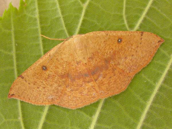 Suffolk Moth Group Newsletter - Issue 43