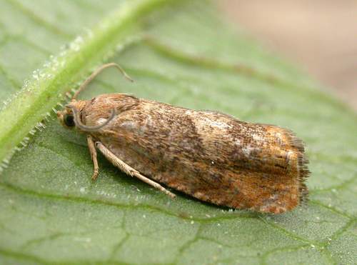 Suffolk Moth Group Newsletter - Issue 44